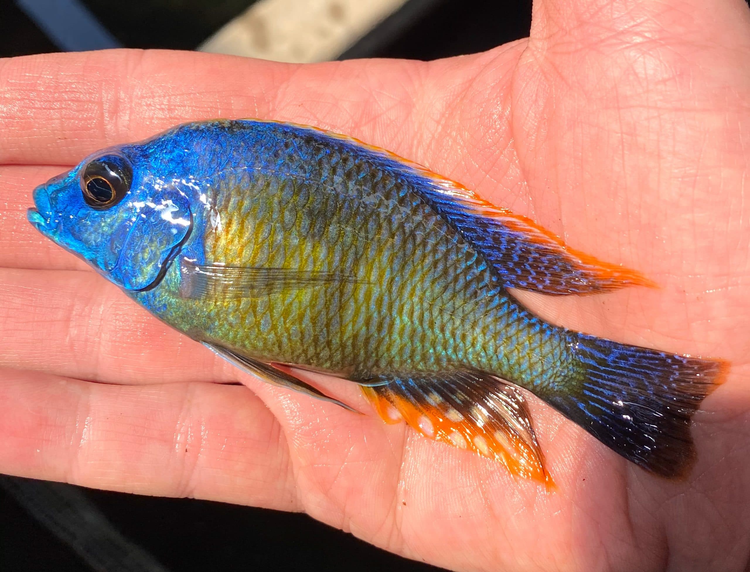 Superman Hap - Live Fish Direct