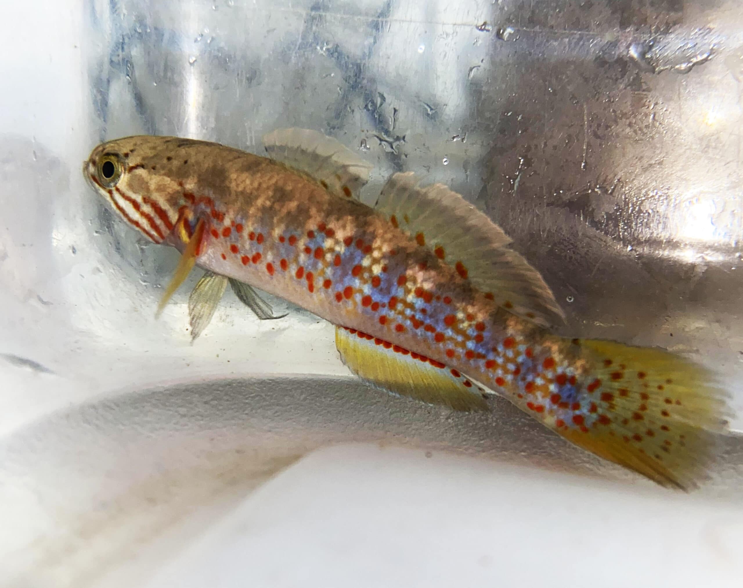 Banded Mogurnda Goby - Live Fish Direct
