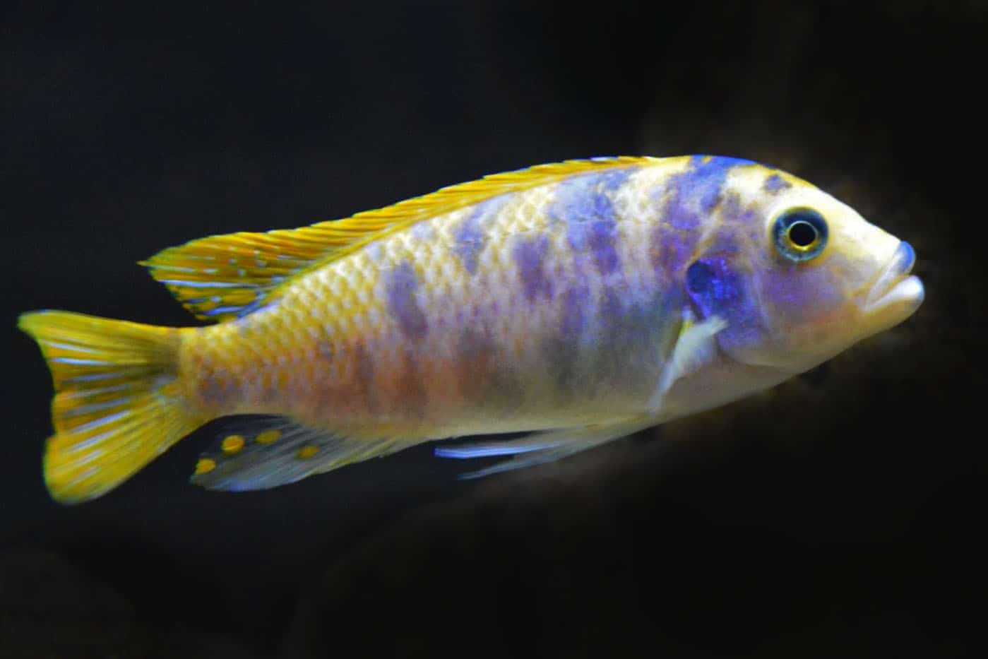 Mbenjii OB Zebra - Live Fish Direct