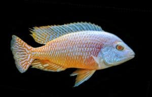 Red Fin Borleyi Cichlid - Live Fish Direct