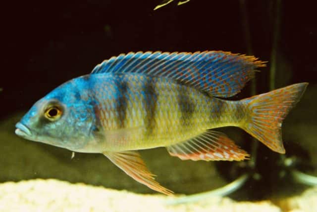 Lethrinops Marginatus - Live Fish Direct