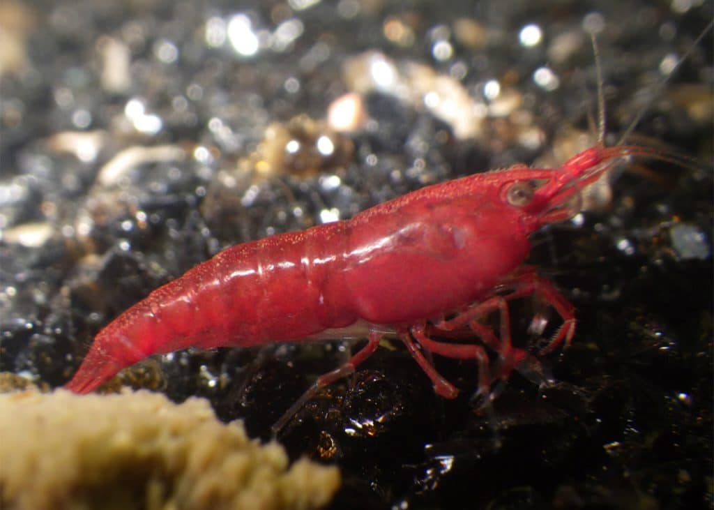 Red Rili Shrimp TR - Live Fish Direct