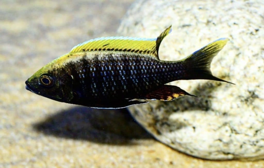 Dimidiochromis Compressiceps - Live Fish Direct