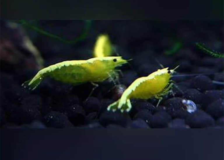 Apistogramma Steel Blue Borelli - Live Fish Direct