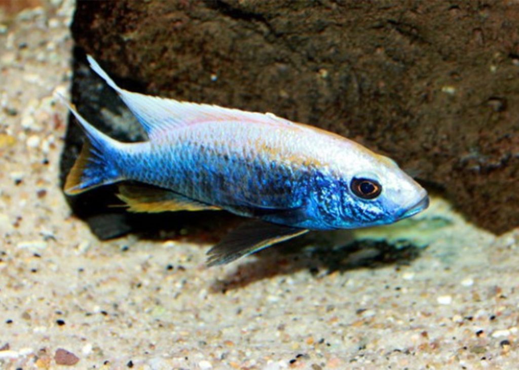 Albino compressiceps - Live Fish Direct