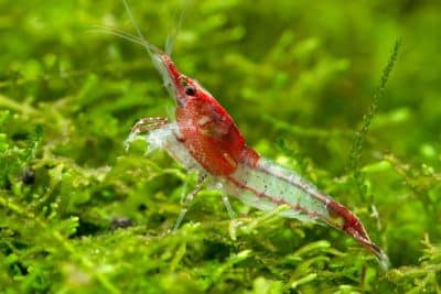 Red Rili Shrimp TR - Live Fish Direct