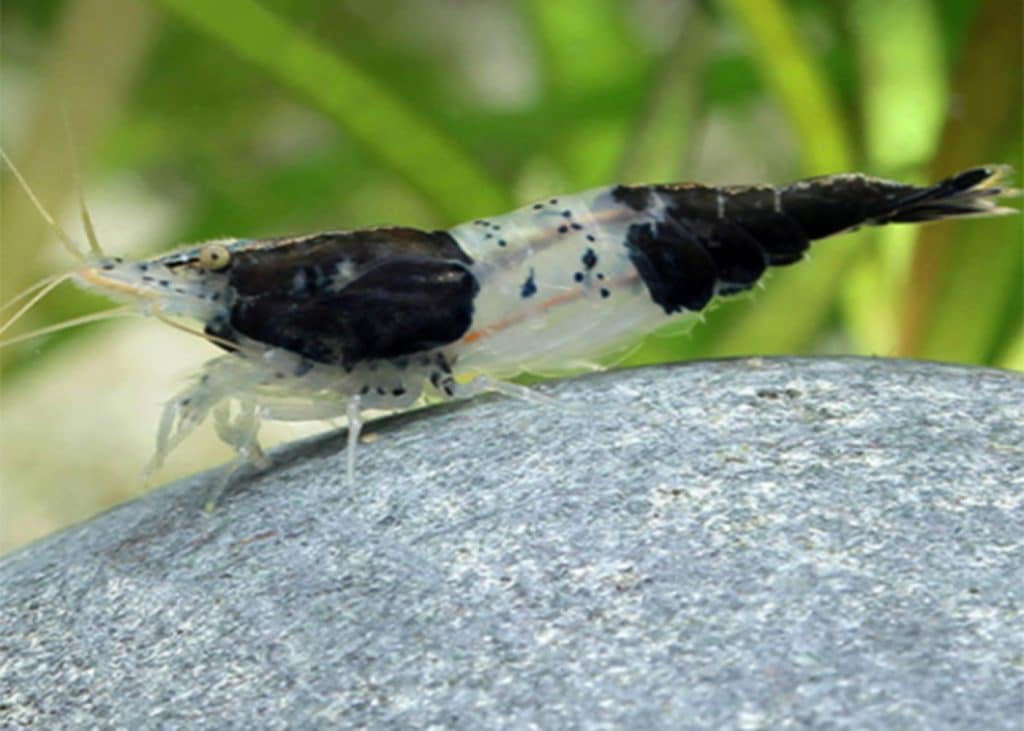 Black Sakura Shrimp - Live Fish Direct