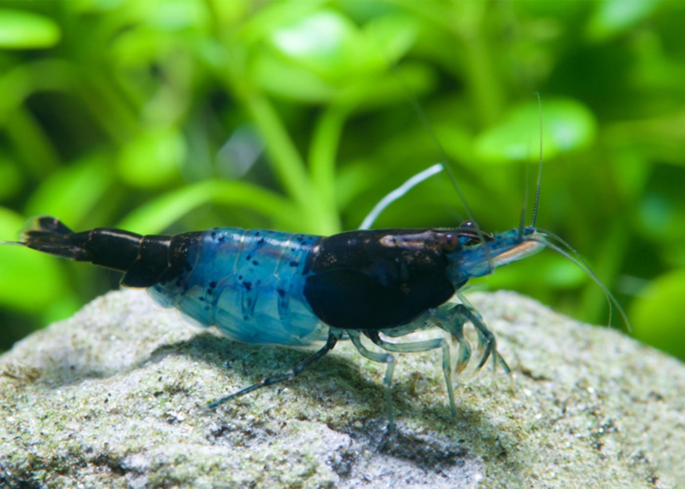 Black and Blue Rili Shrimp TR - Live Fish Direct