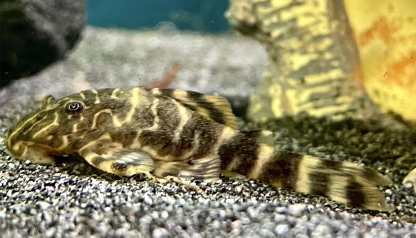 Tiger Clown Pleco L104 - Live Fish Direct