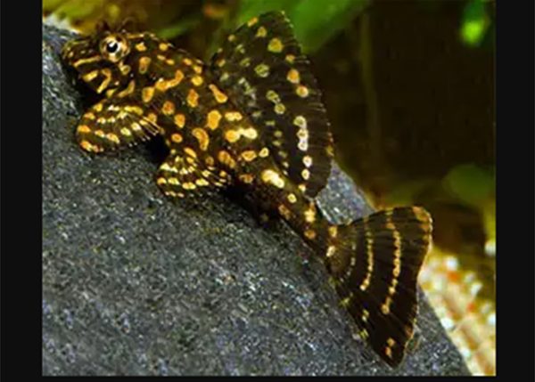 Gold Spot Pleco L01 - Live Fish Direct