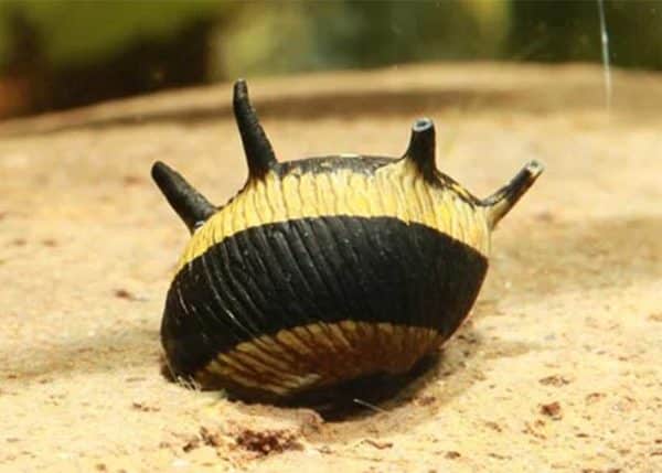 Sun Snail - Live Fish Direct