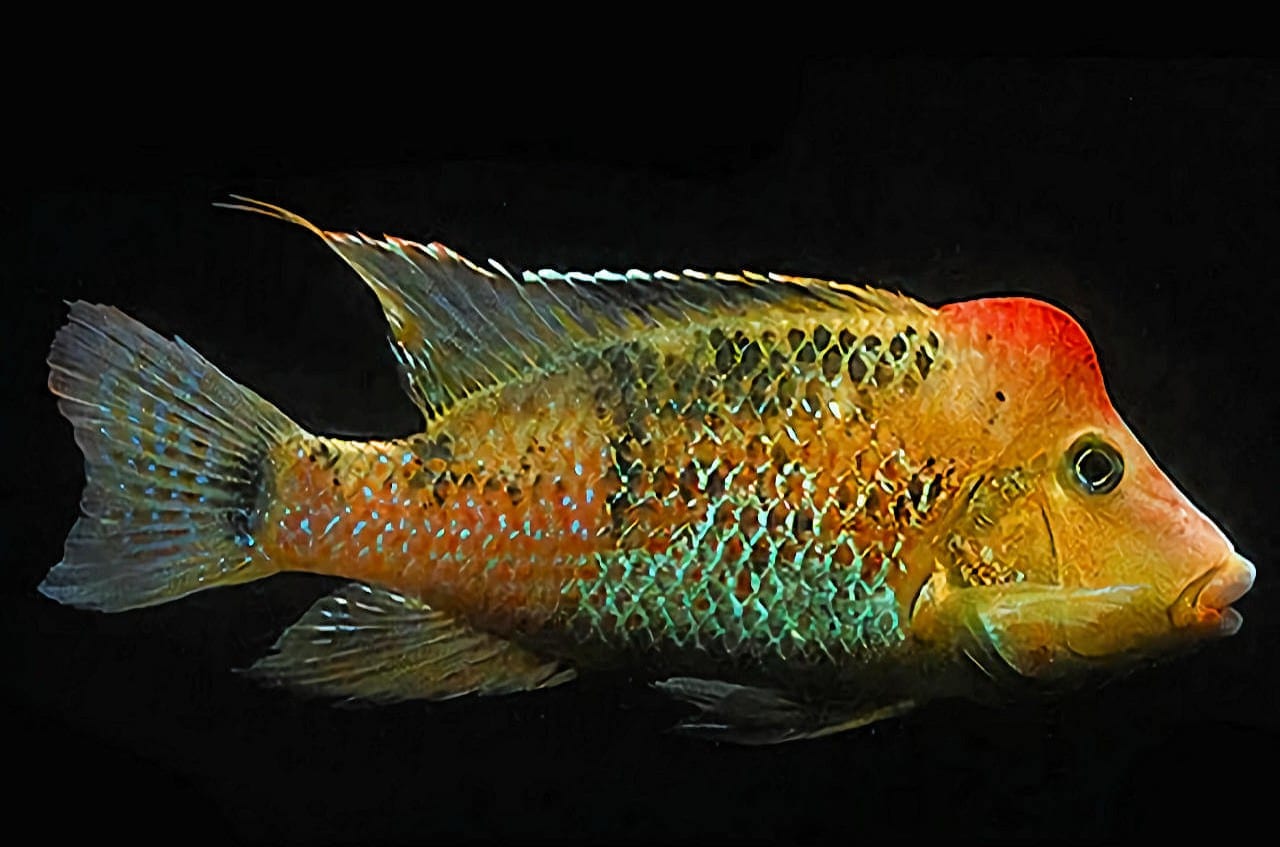 Red Hump Geophagus - Live Fish Direct