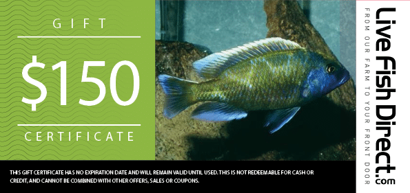 $150 Gift Certificate - Live Fish Direct