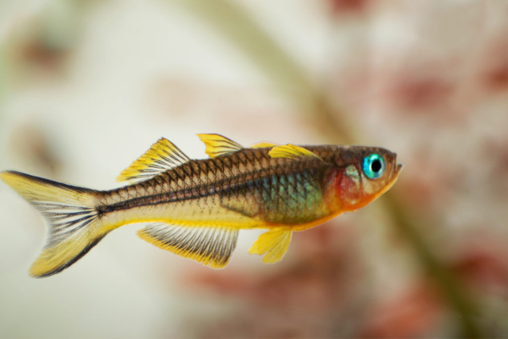 Blue Eye Forktail Rainbowfish - Live Fish Direct