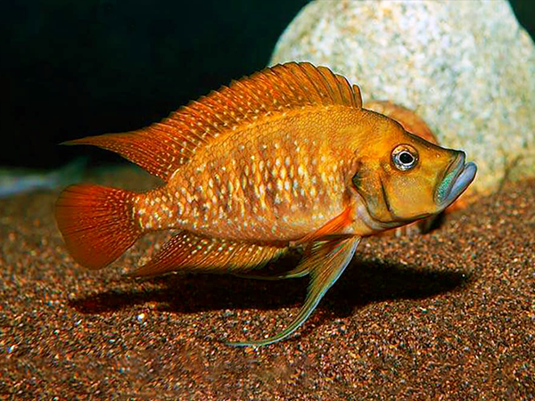 Red Kagunga Altolamprologus compressiceps - Live Fish Direct