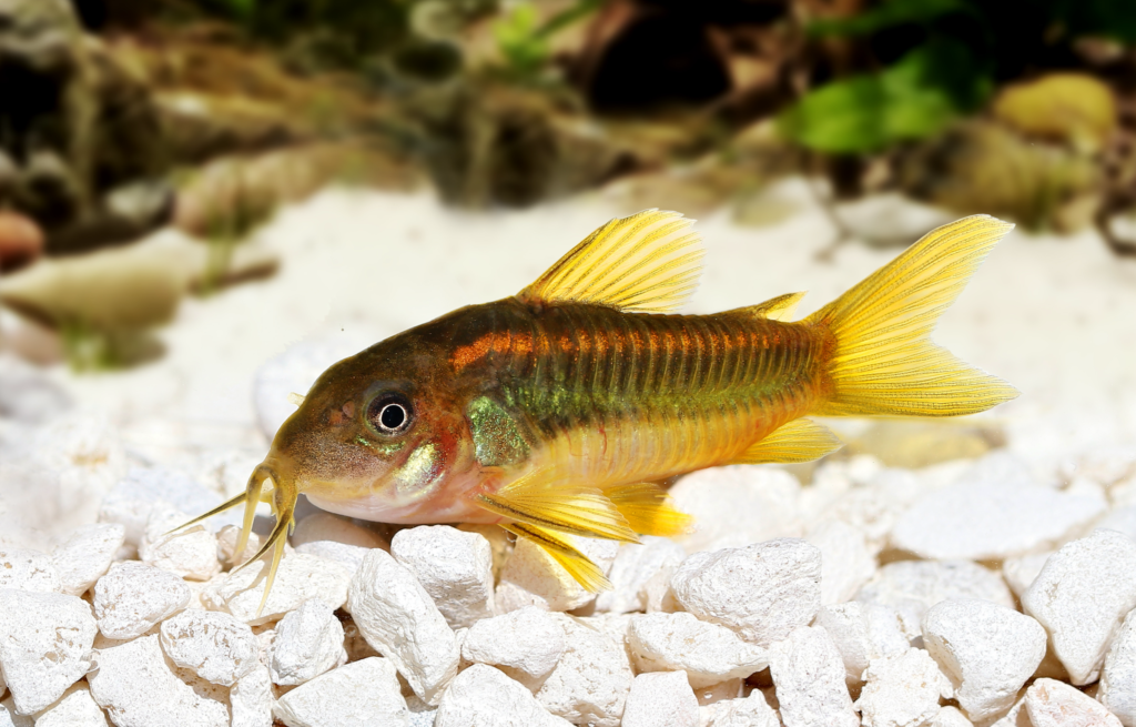 Orange Laser Cory Catfish - Live Fish Direct