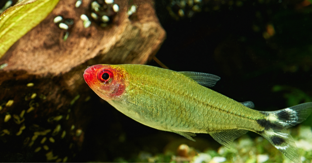 Rummynose Tetra - Live Fish Direct