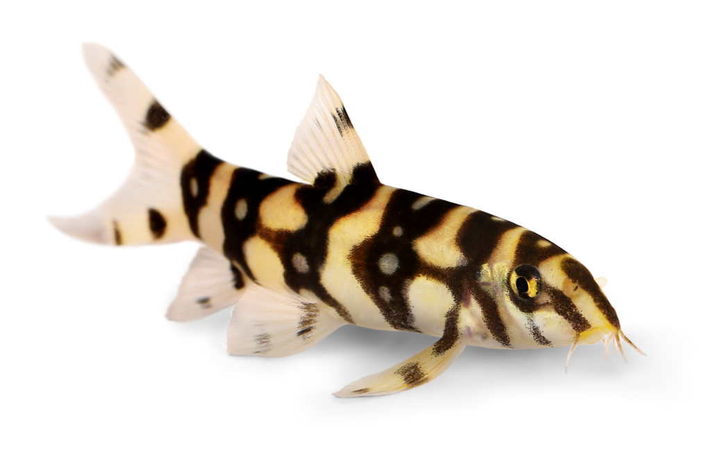 Yo Yo Loach - Live Fish Direct