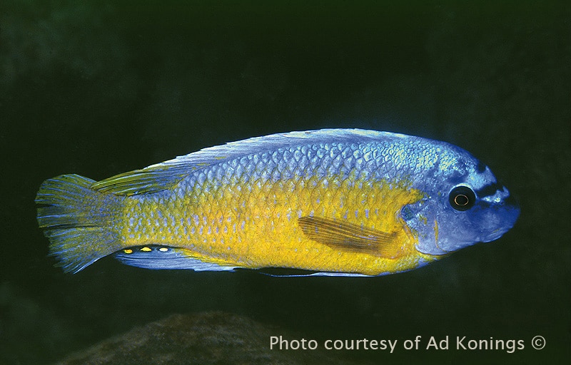 Katale Island Fuelleborni Cichlid - Live Fish Direct