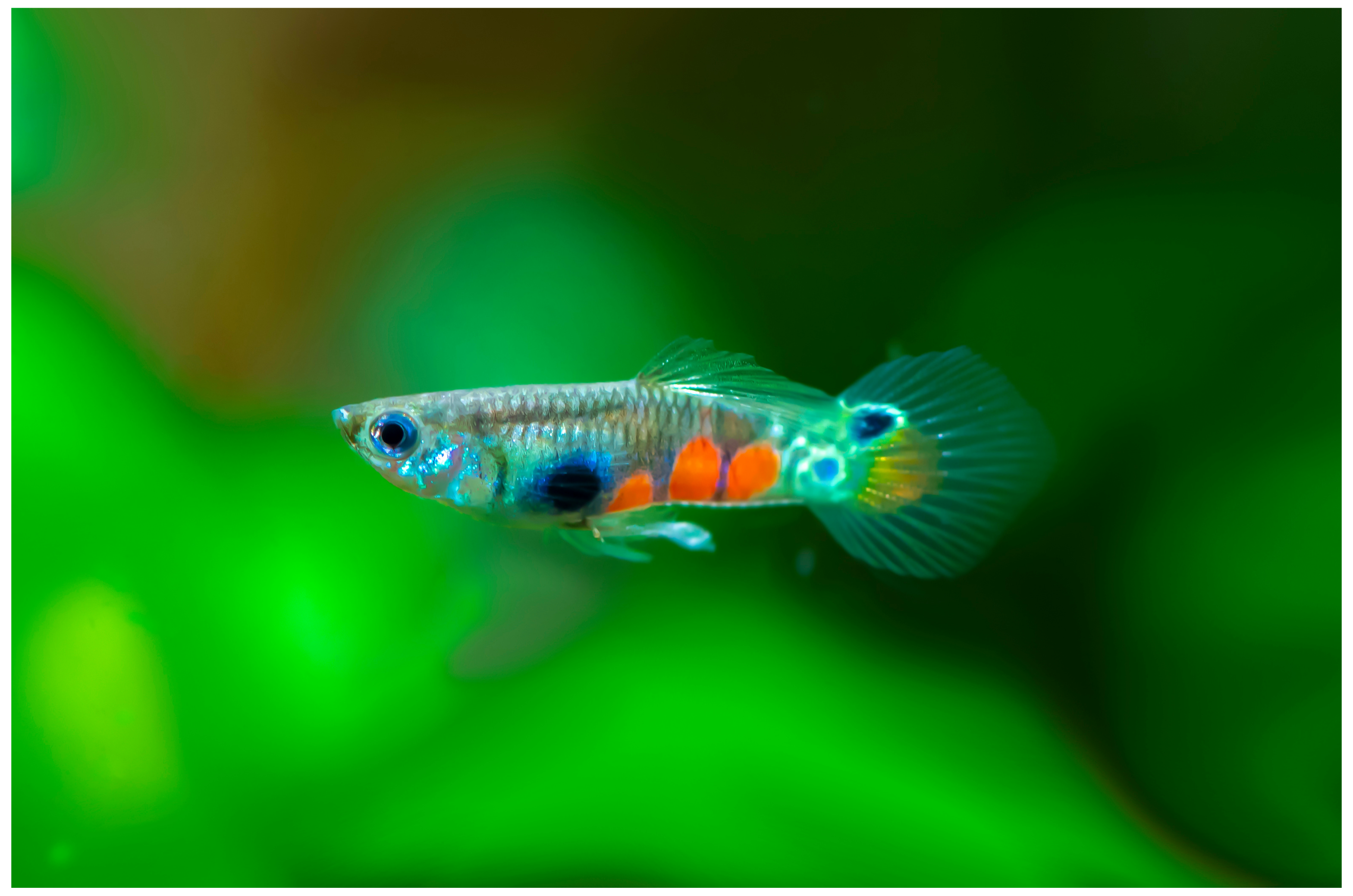 Endler Guppy Live Fish Direct