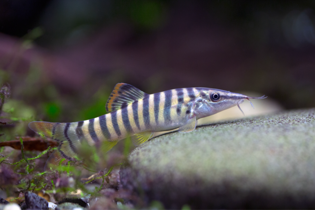 Green Tiger Loach Botia - Live Fish Direct