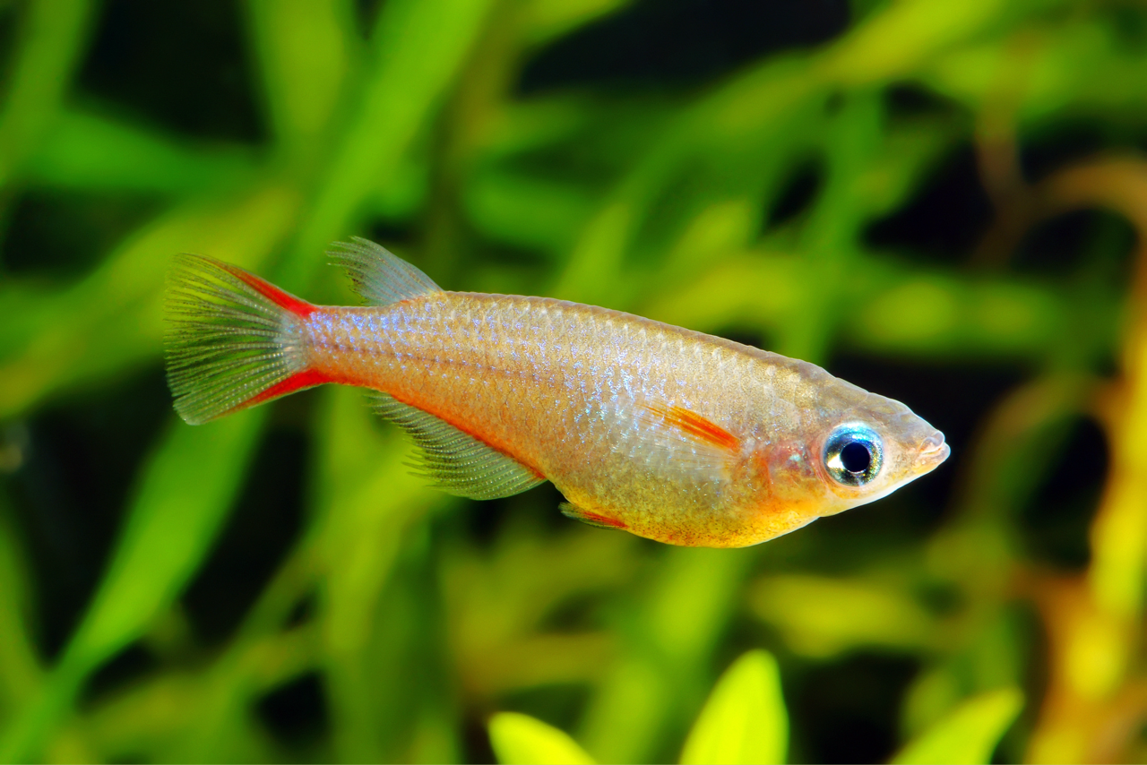 Daisy’s Blue Rice Killifish - Live Fish Direct