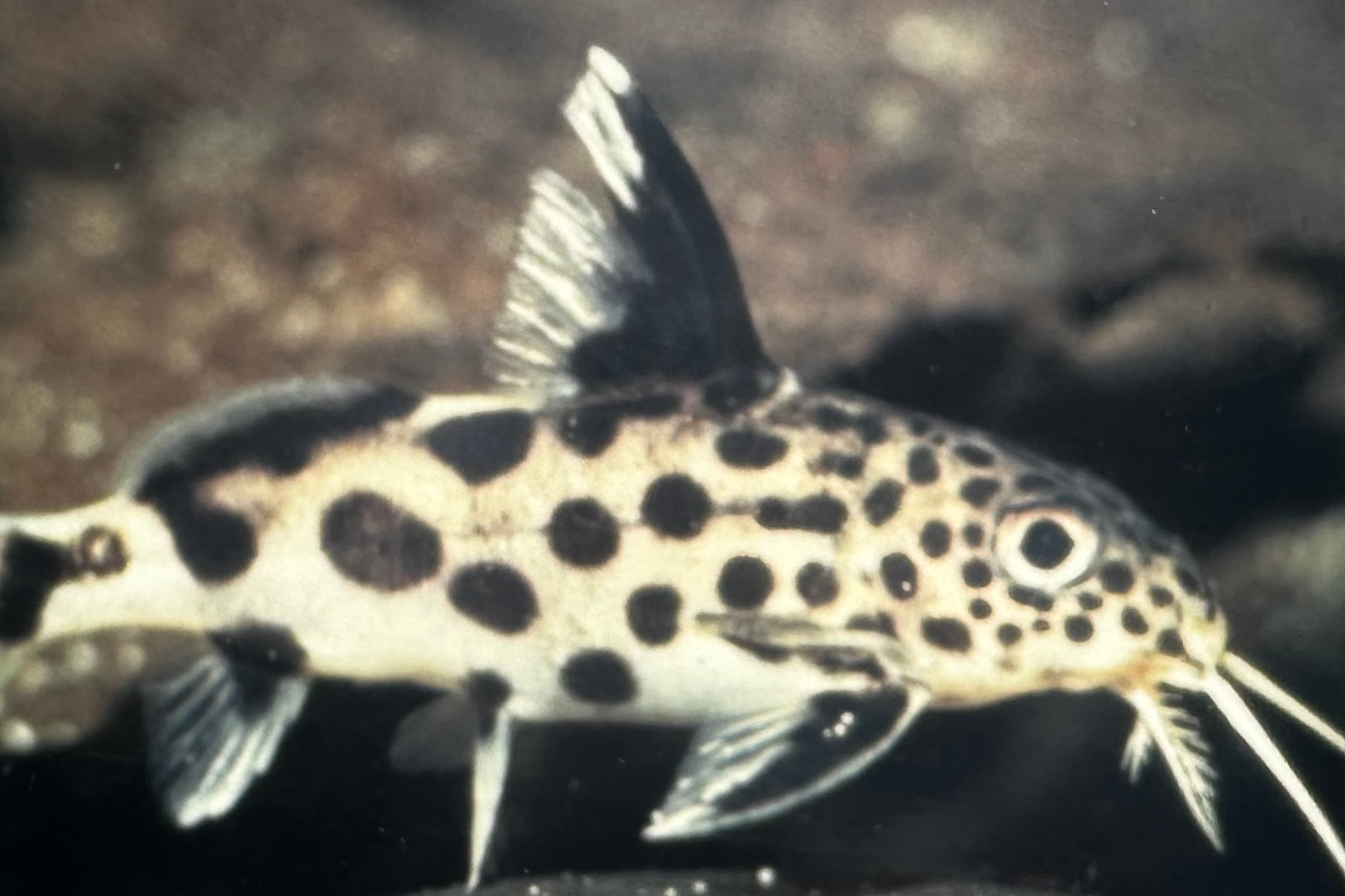 Exploring the Intriguing World of Host-Parasite Dynamics: Synodontis ...