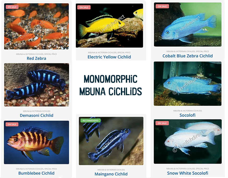Understanding Monomorphism in Mbuna Cichlids - Live Fish Direct