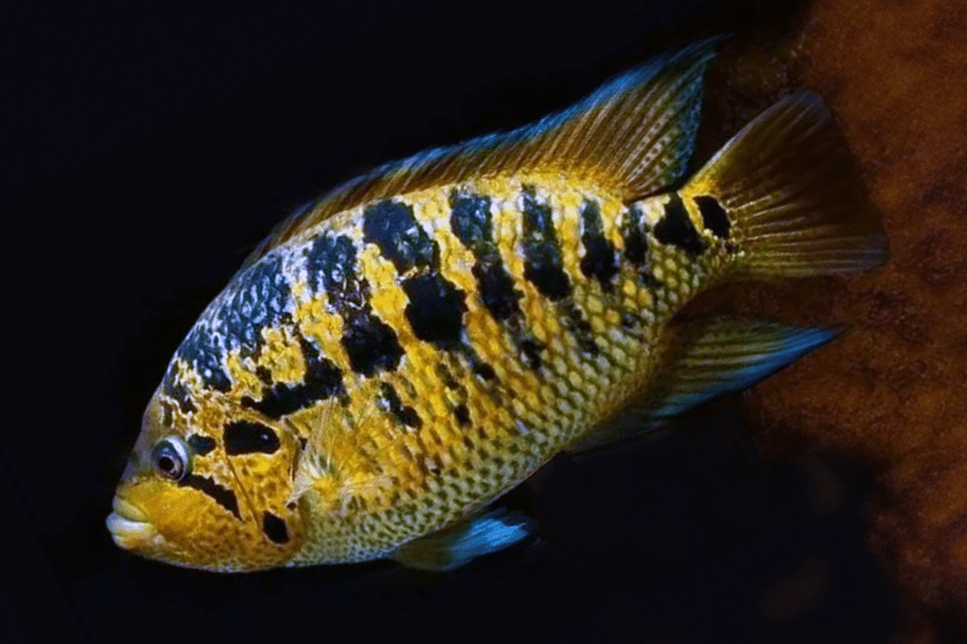 Yellowjacket Cichlid Parachromis friedrichsthalii - Live Fish Direct