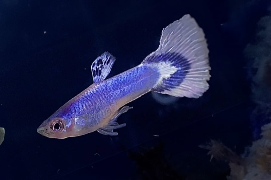Purple Luminous Guppy - Live Fish Direct