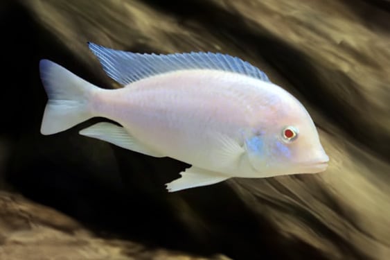 Albino Blue Dolphin Cichlid For Sale Online - Live Fish Direct
