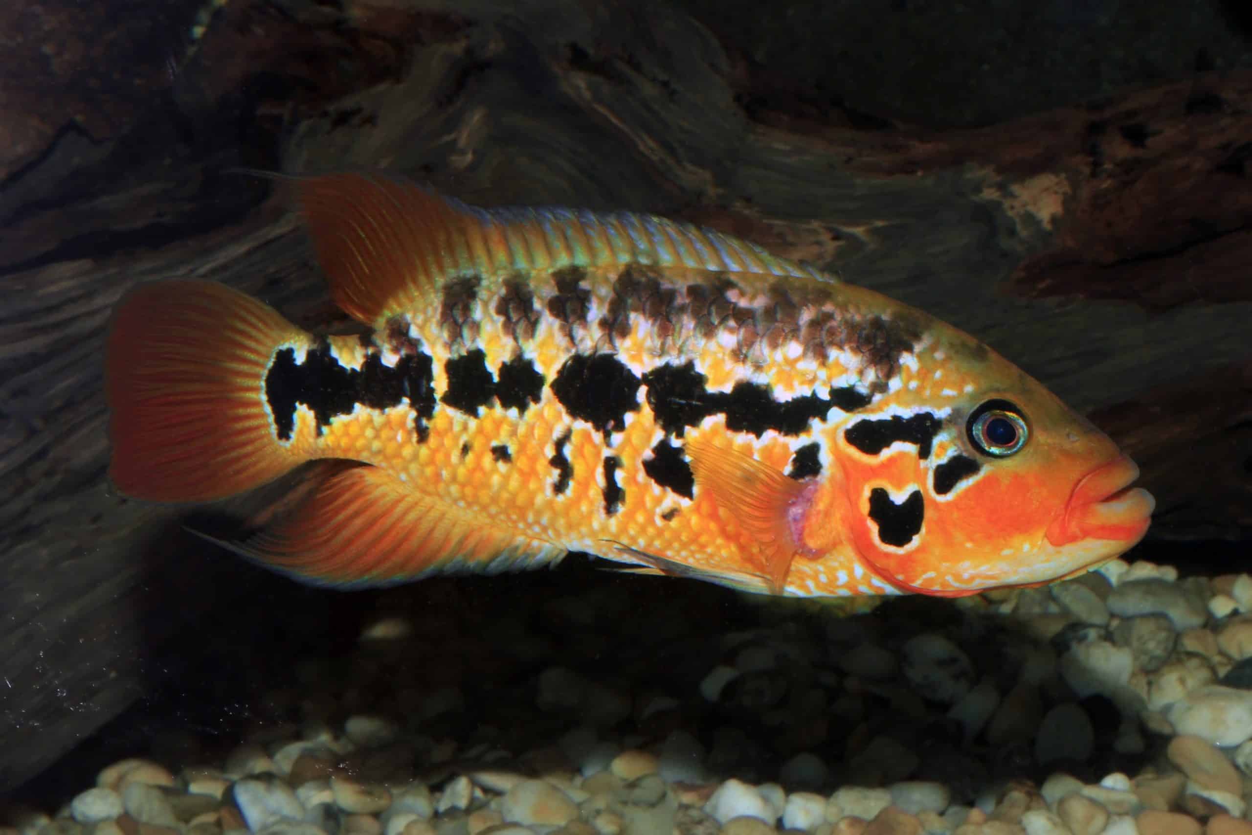 Red Tiger Motaguensis Cichlid - Live Fish Direct