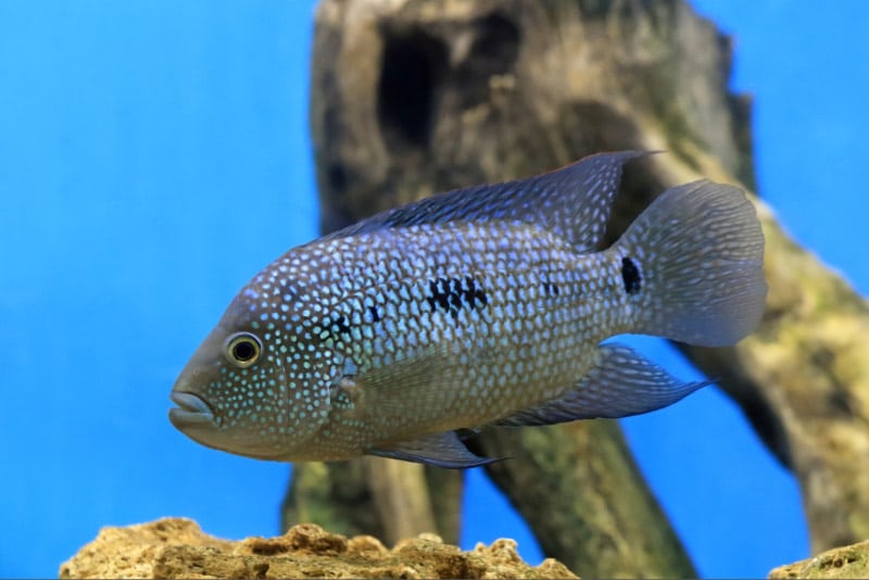 Electric Blue Texas Cichlid - Live Fish Direct