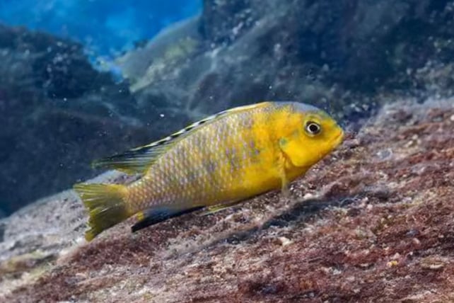 Gome Yellow Tropheops - Live Fish Direct