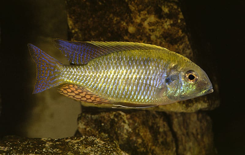Microstoma Gold Nkhata Bay - Live Fish Direct