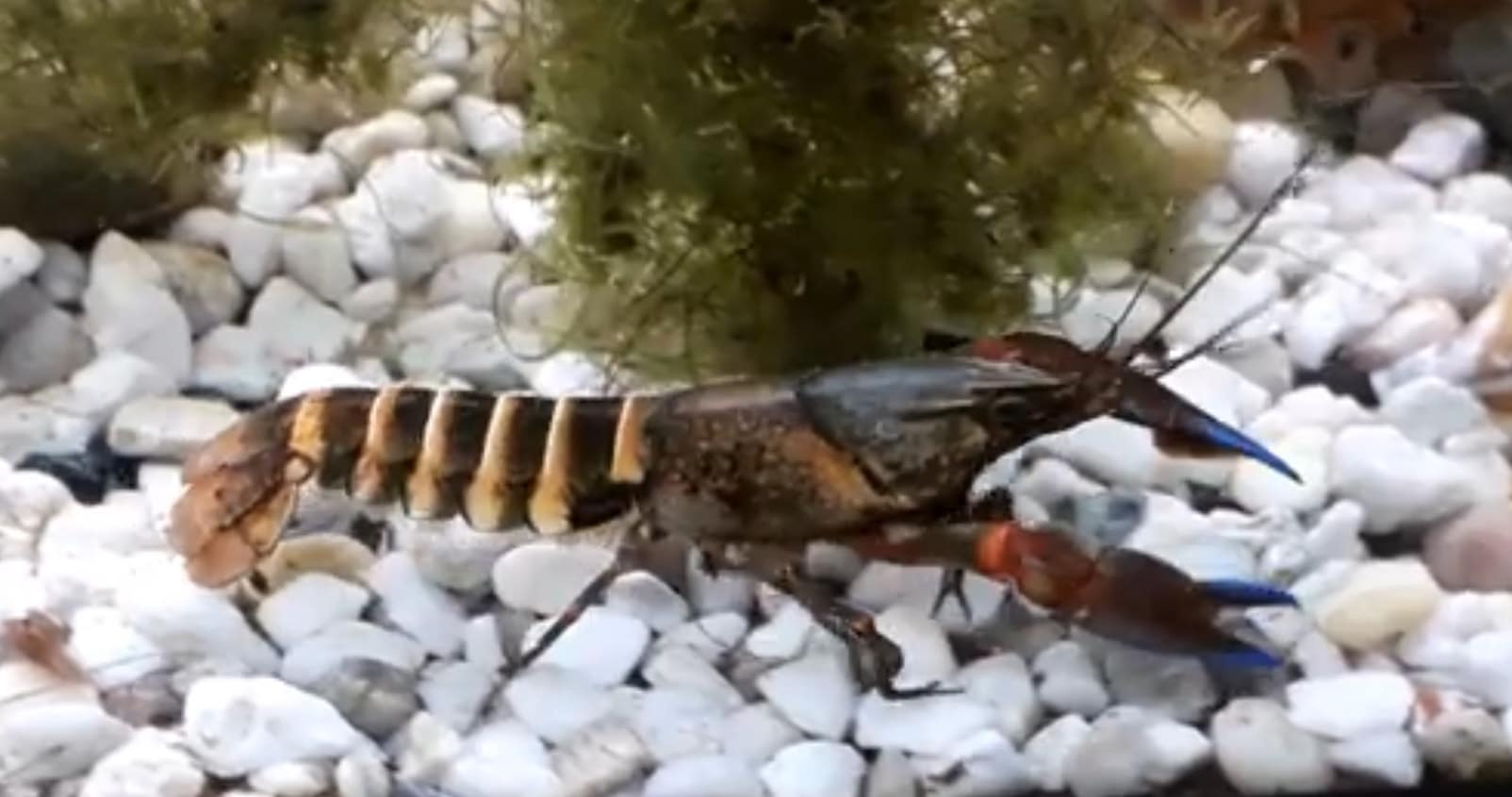 Blue Claw Zebra Lobster - Live Fish Direct