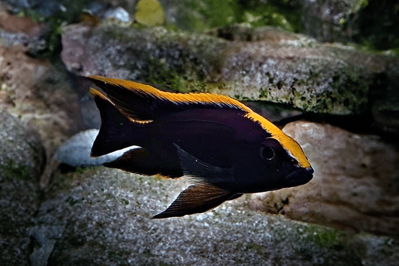 Black Orange Dorsal Lithobates - Live Fish Direct