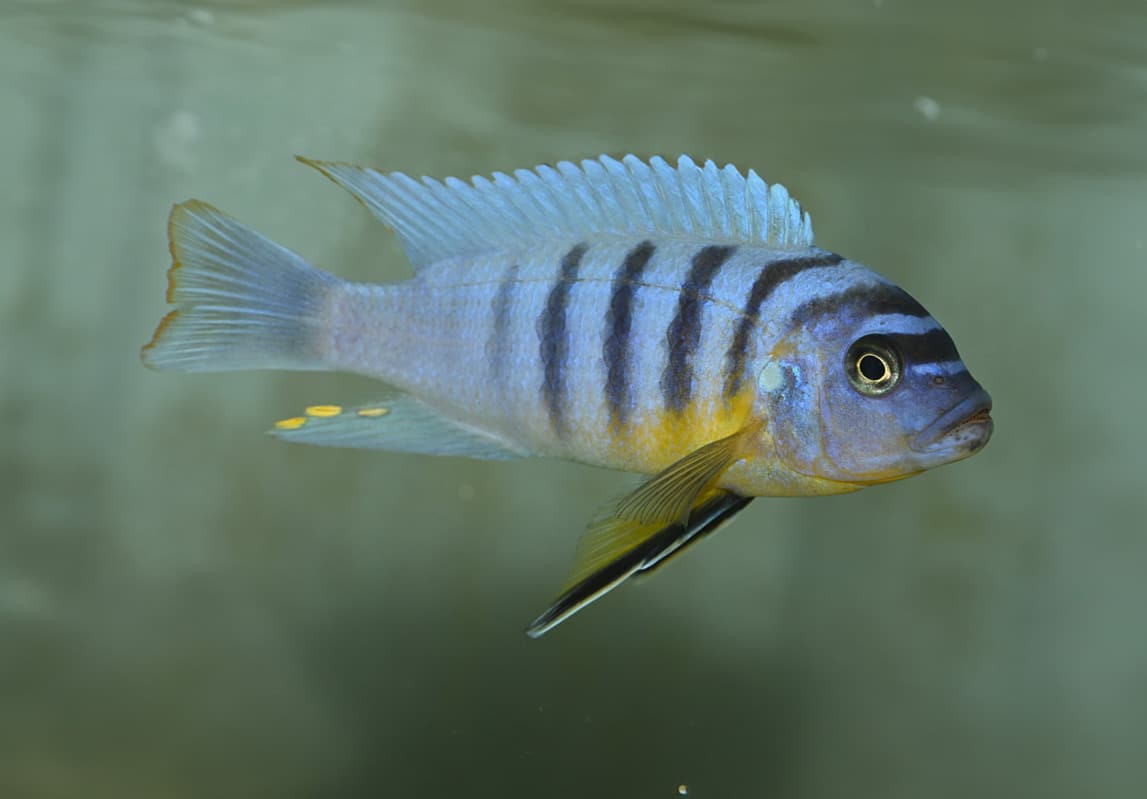 Zebra Sunrise Mbamba Bay - Live Fish Direct