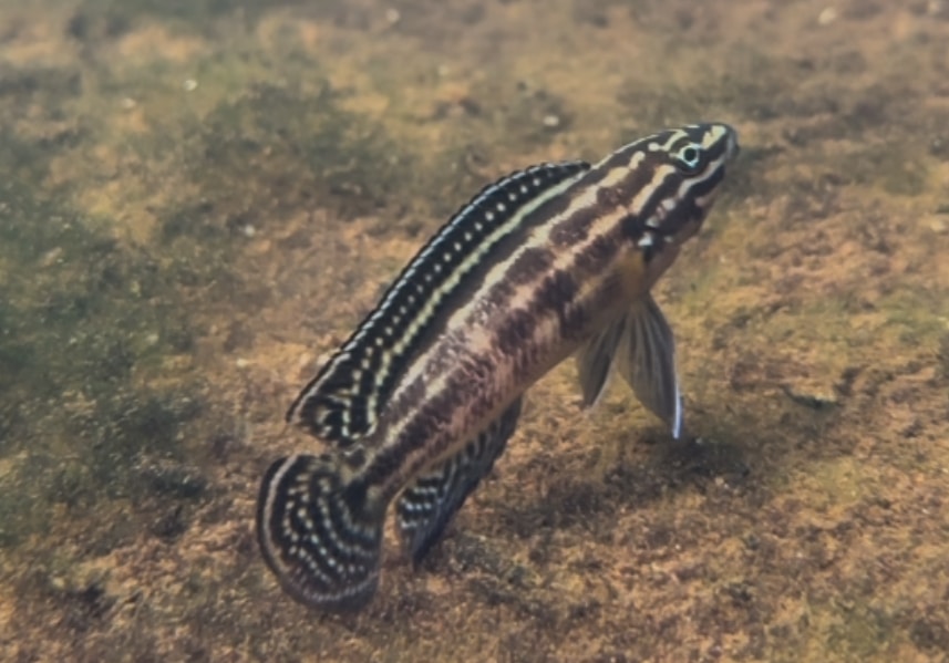 Julidochromis Regani Burundi - Live Fish Direct