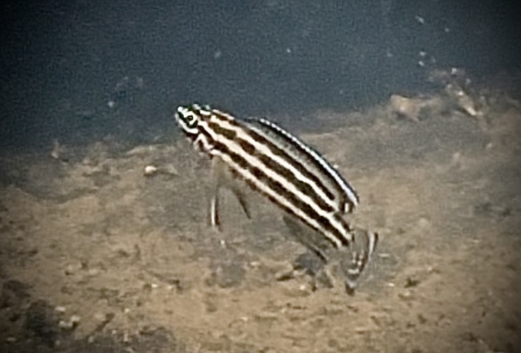 Julidochromis Regani Nsumbu - Live Fish Direct