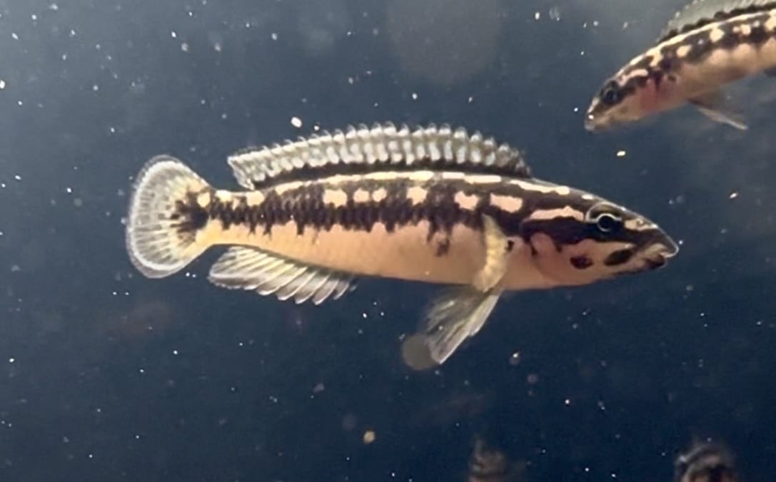 Julidochromis Transcriptus Zambia - Live Fish Direct