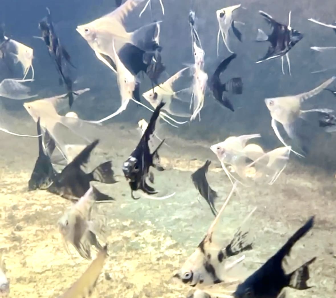 Mixed Veil Angelfish - Live Fish Direct