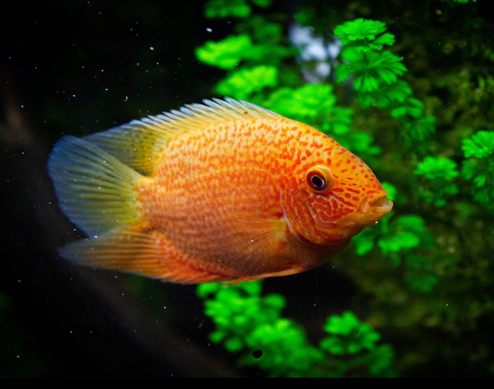 Red Spotted Severum - Live Fish Direct