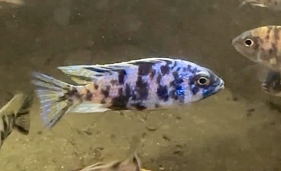 OB Azureus - Live Fish Direct
