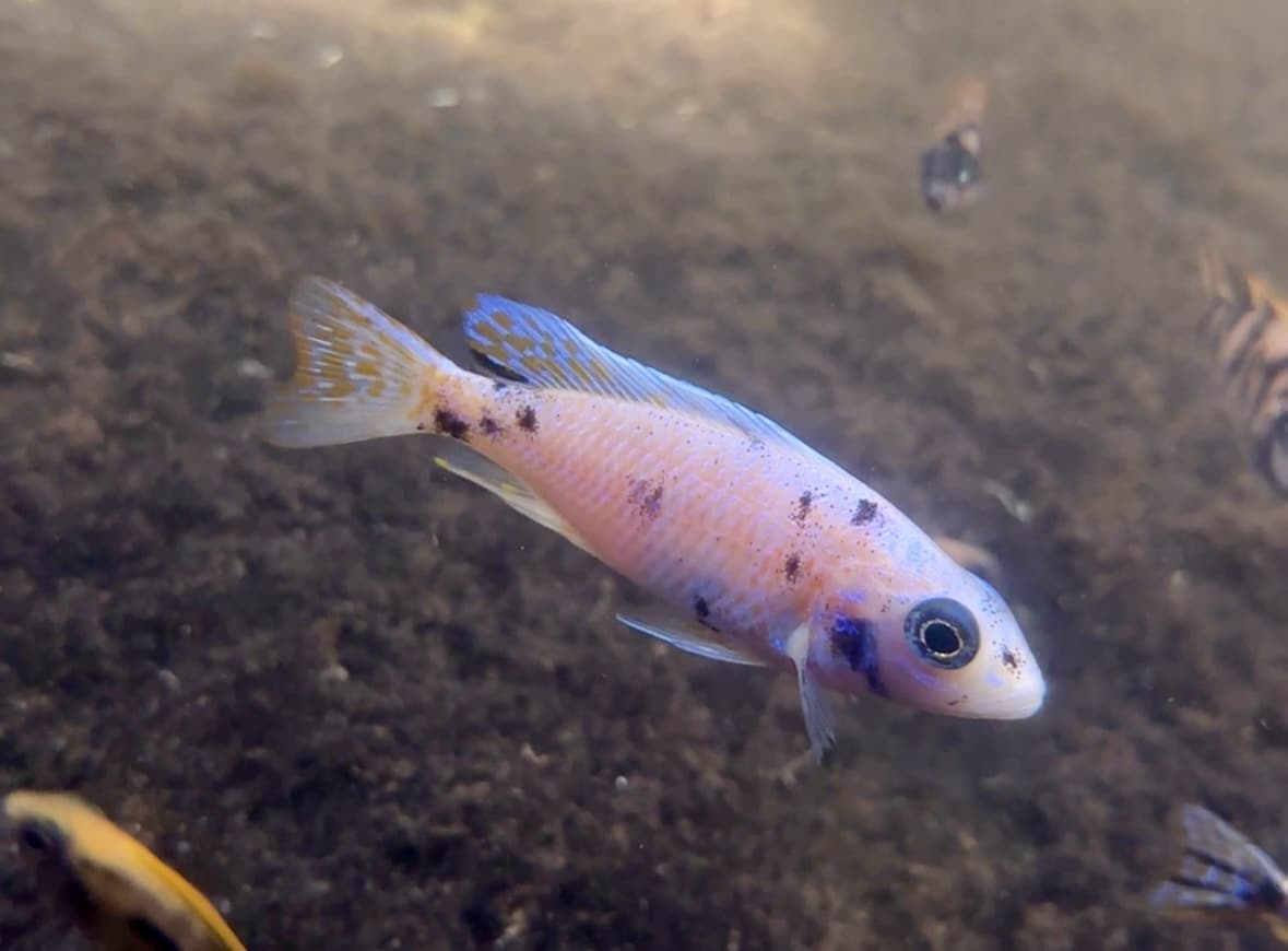 Sulfurhead Lithobates "BB" - Live Fish Direct