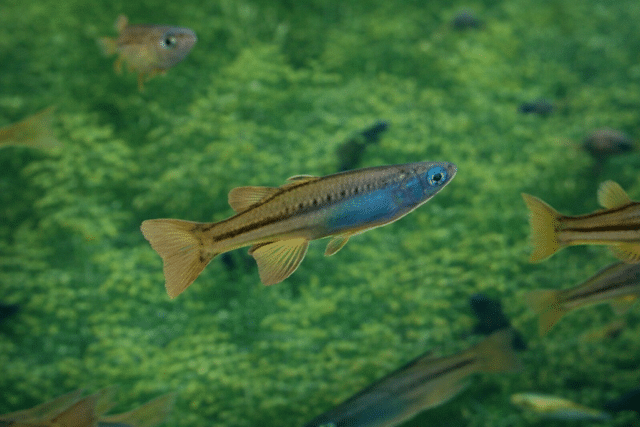 Blue Eye tenellus Rainbow - Live Fish Direct